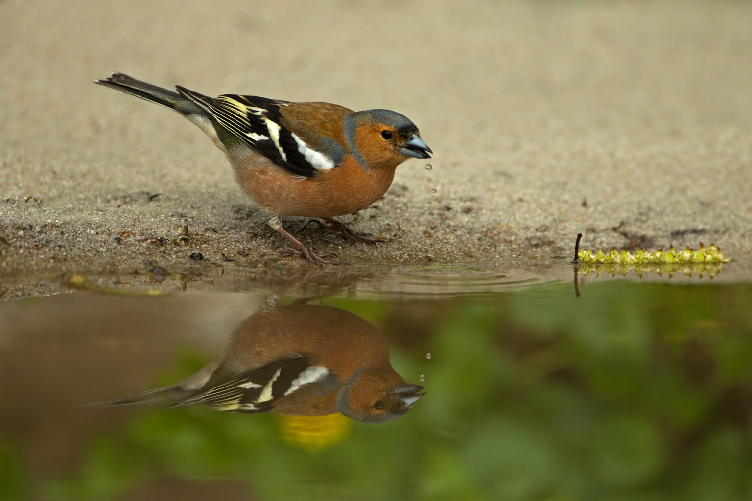 Poslovia prichádzajúcej jari: Tretia časť – Bežné spevy našich lesov ...