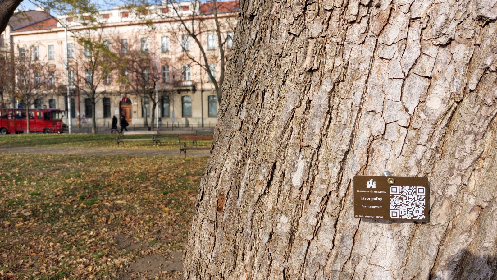 Vďaka QR kódom sa o stromoch v Starom Meste dozviete viac ...
